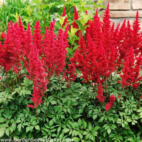 Astilbe Showstar Mix Seeds Astilbe X Arendsii 50 Seeds Garden