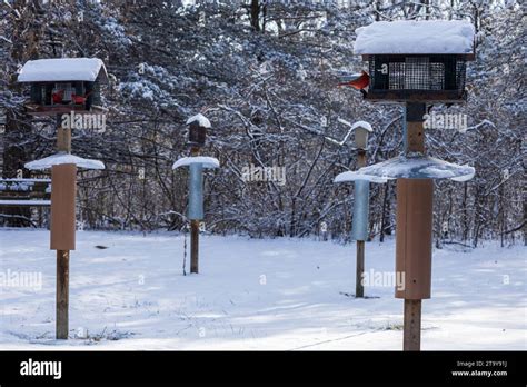 Bird Feeders In The Winter Stock Photo Alamy