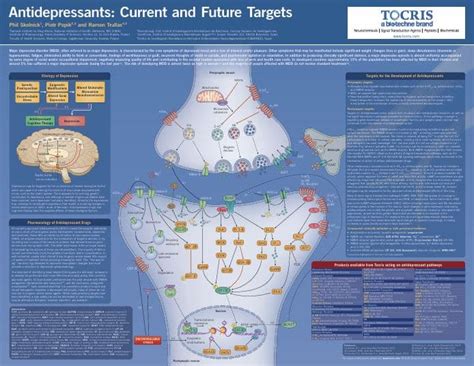 Antidepressants Current And Future Targets Poster Bio Techne