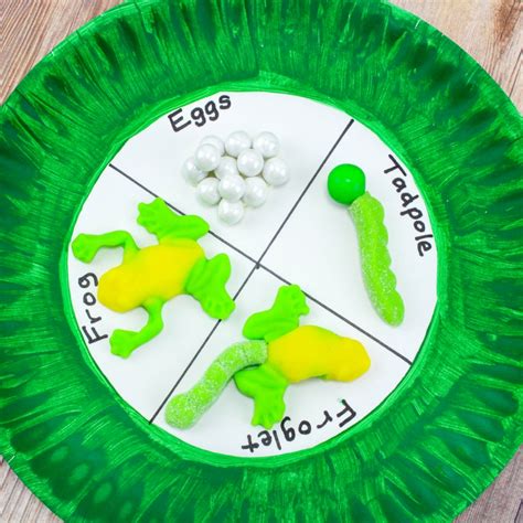 Life Cycle Of Frog Craft