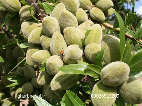 بهترین نهال گردو و بادام دیرگل در زمستان 1401