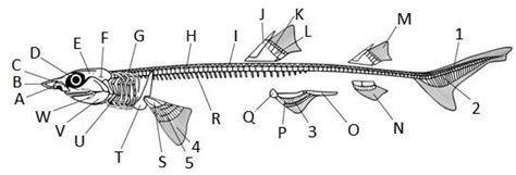 Solved Squalus Axial And Appendicular Skeleton Identify The