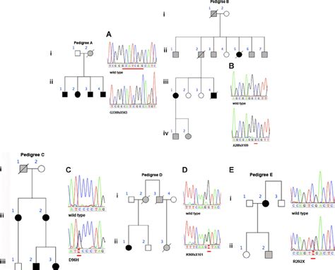 Pedigrees For The 5 Fpdaml Families And Their Corresponding Dna