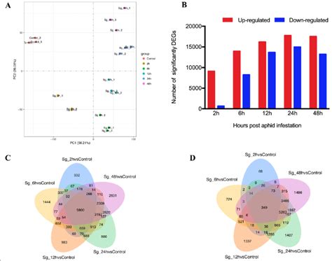 Transcriptomic Overview Of A Time Course Of S Graminum Feeding On