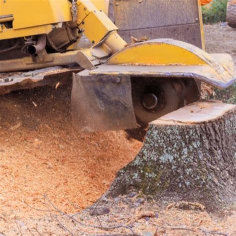 What Are My Rights With A View Obstruction From Neighbors Tree