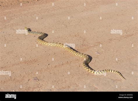 Pacific Gopher Snake Pituophis Catenifer Catenifer Colorado United