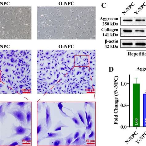 Identification Of N Npc Y Npc And O Npc A Representative Cell Images