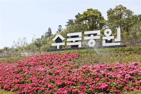신안 도초도 섬 수국 랜선 축제800만 송이 장관 파이낸셜뉴스