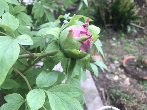 含苞欲放的牡丹 搜狐大视野 搜狐新闻