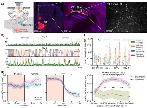 Nucleus Reuniens Ca1 Axons Increase Activity During Fearful Behavior