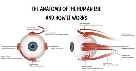 Human Eye Diagram