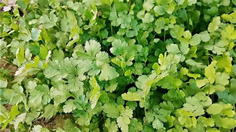 了解香菜的种植方法和生长习性种植非常简单一年四季都可以种 三农视频 搜狐视频