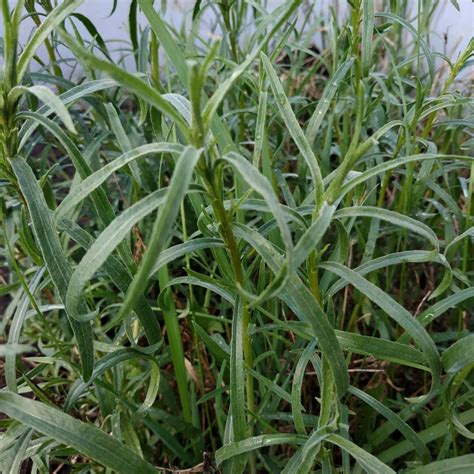 Tarhon Artemisia Dracunculus Anima Plant 8 60 Lei