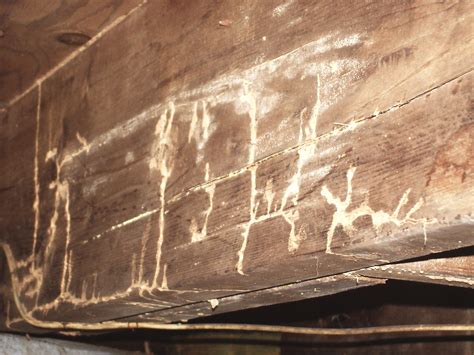 Termites And Wood Destroying Organisms Wdo Pestmanagementpro