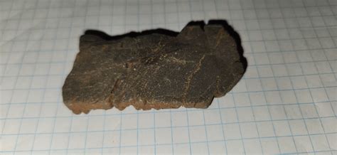 Fossilized Tree Bark Fossil Id The Fossil Forum