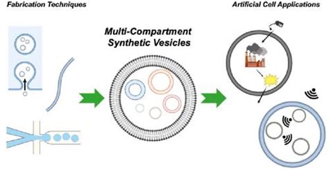 用于人工细胞应用的多室合成囊泡acs Applied Engineering Materials X Mol