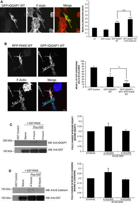 A Pak6iqgap1 Complex Promotes Disassembly Of Cellcell Adhesions Pmc