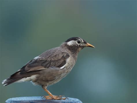 屋根裏に鳥が侵入したらムクドリやスズメの被害や駆除について解説 駆除アンサー 害獣駆除のプロが解説するお役立ち情報サイト