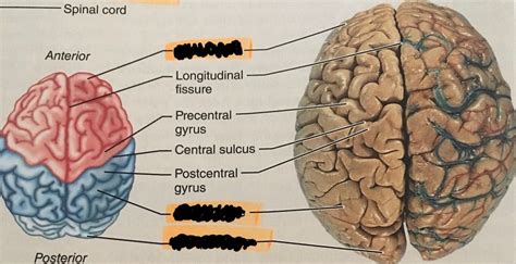 Superior View Of The Brain Diagram Quizlet