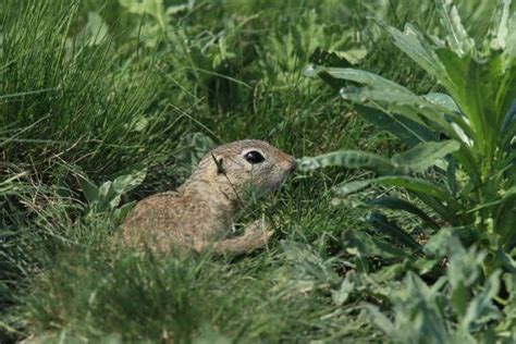 From Burrow To Bye Bye Avondale S Expert Gopher Control Services