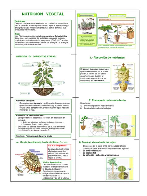Copia De Apuntes NutriciÓn En Plantas Pdf Fotosíntesis Estoma