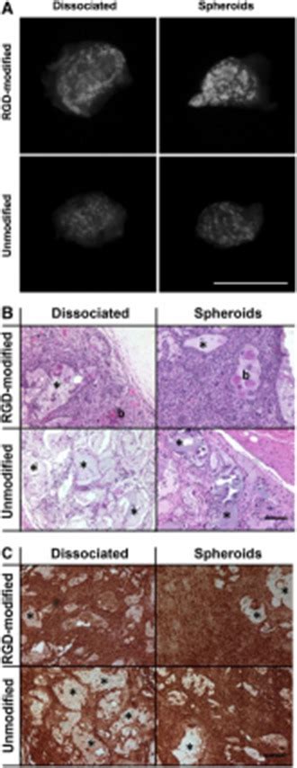 Increased Survival And Function Of Mesenchymal Stem Cell Spheroids