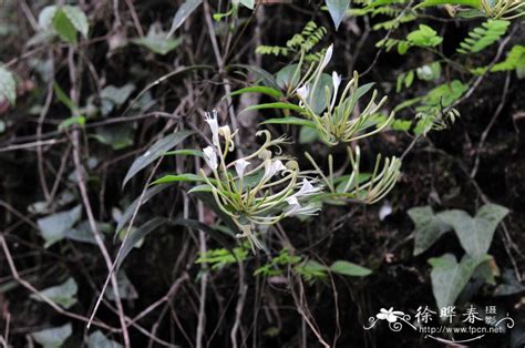 华南忍冬Lonicera confusa 花卉图片网