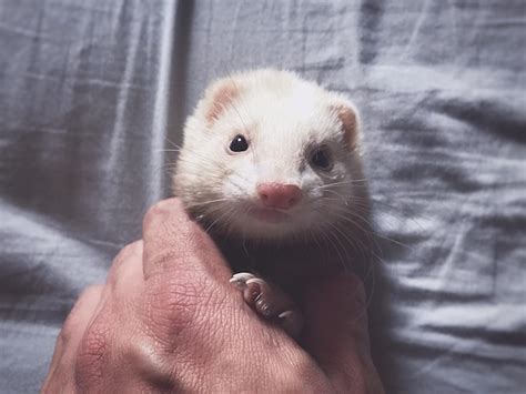 Premium Photo Close Up Of Hand Holding Ferret