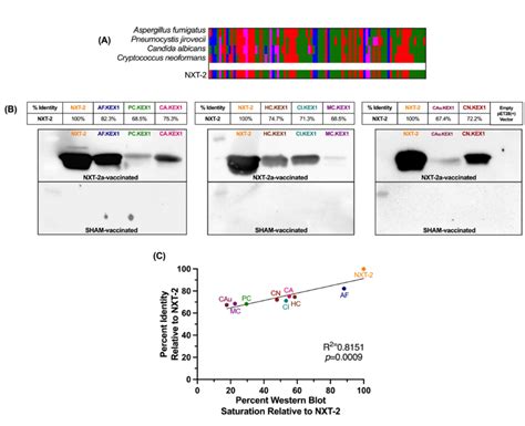 Nxt 2 Immunization Generates Anti Fungal Cross Reactive Antibodies A
