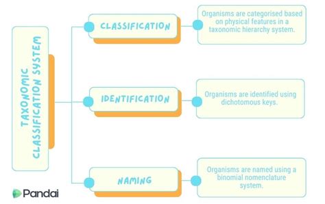 Classification And Naming System Of Organisms