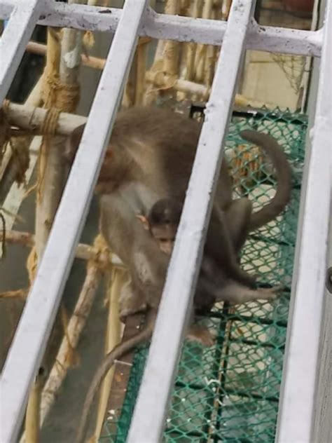 Monkey Menace In Apartment Building Rbangalore