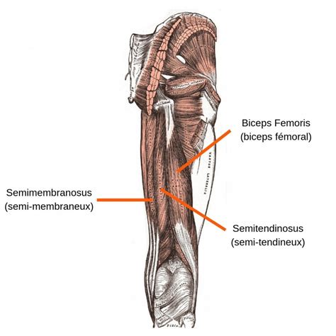 Programme d échauffement pour les ischio jambiers Stretching Pro