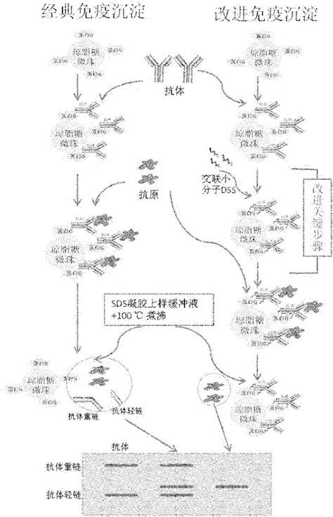 Improved Co Immunoprecipitation Technical Method Eureka Patsnap
