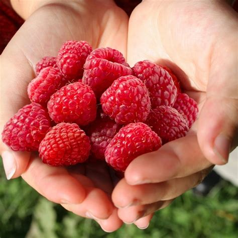 National Plant Network Raspberry Plant Pot Lw1672 At