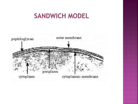 Membrane Structure And Function Ppt Download
