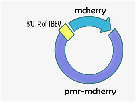 Packages Targeting Neuron 1000x1000 Png Download Pngkit