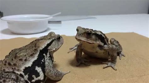 唐突にキスするヒキガエル Youtube