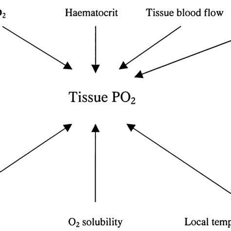 Determinants Of Tissue Oxygen Tension Download Scientific Diagram