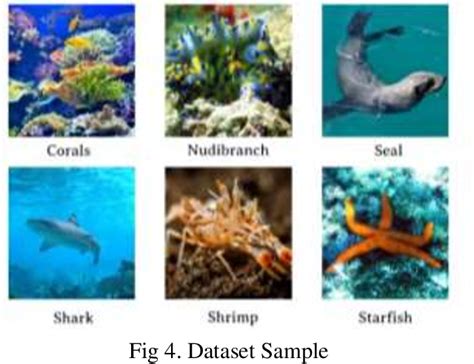 Figure 1 From The Optimization Of Cnn Algorithm Using Transfer Learning For Marine Fauna