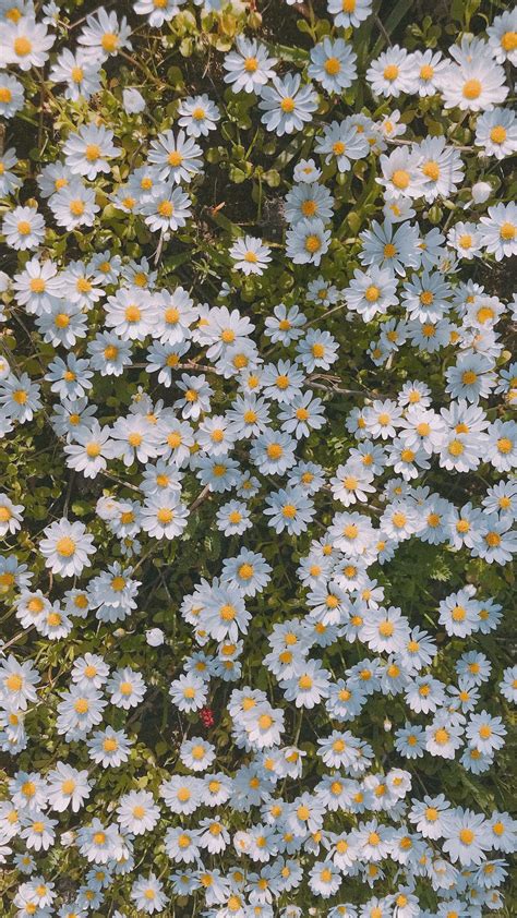 Pin On ディズニー In 2020 Cute Patterns Wallpaper Daisy Wallpaper