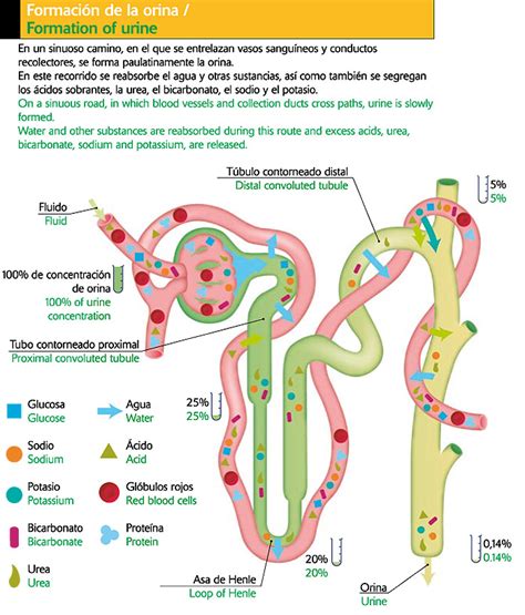 Fisiología diciembre 2011