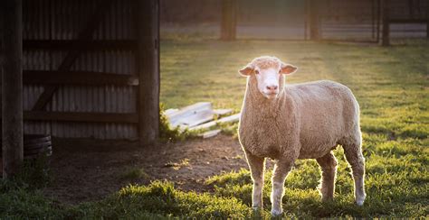 Allflex Monitoring En Identificatie Benelux