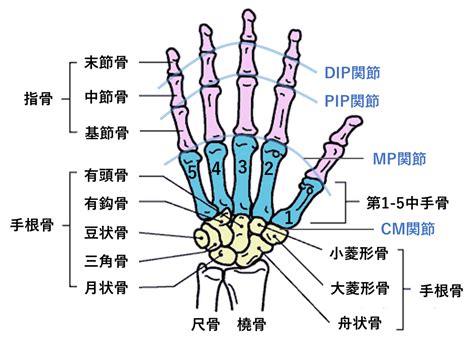 手の関節について ｜ ざいつ内科クリニック｜山口市小郡の一般内科、血液内科、アレルギー科