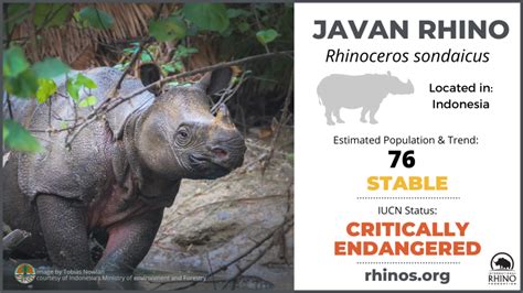 How Many Javan Rhinos Are Left 2024 Myrta Tuesday