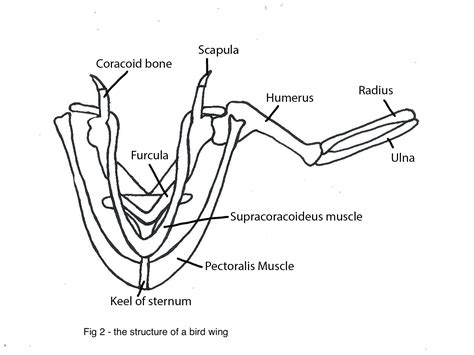 Bird Wing Muscles