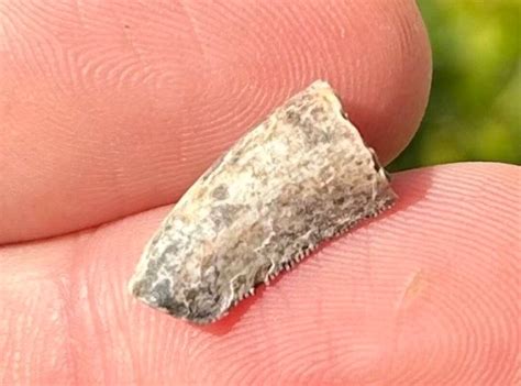 Zhuchengtyrannus Tooth Fossil Id The Fossil Forum