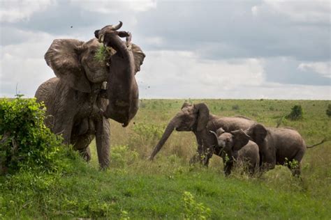 Verdades y mentiras del montaje de una pelea entre un elefante y un búfalo que se volvió viral