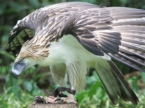 Philippine Eagle Wings