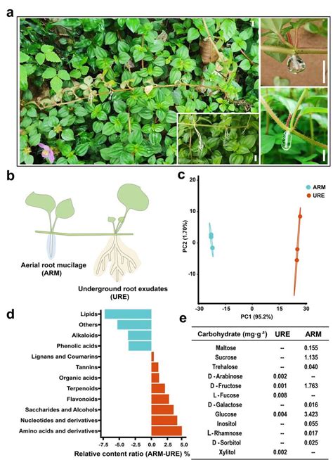 Aerial Root Mucilage Arm And Underground Root Exudate Ure Compound Download Scientific