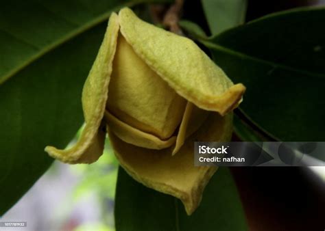 Flower Of Organically Grown Soursop Fruit Annona Muricata Katu Atha
